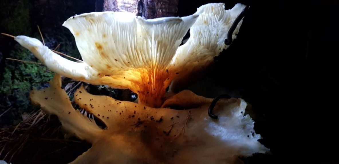 Recapping Anne Blackwood's 2019 Ghost Mushrooms Tour